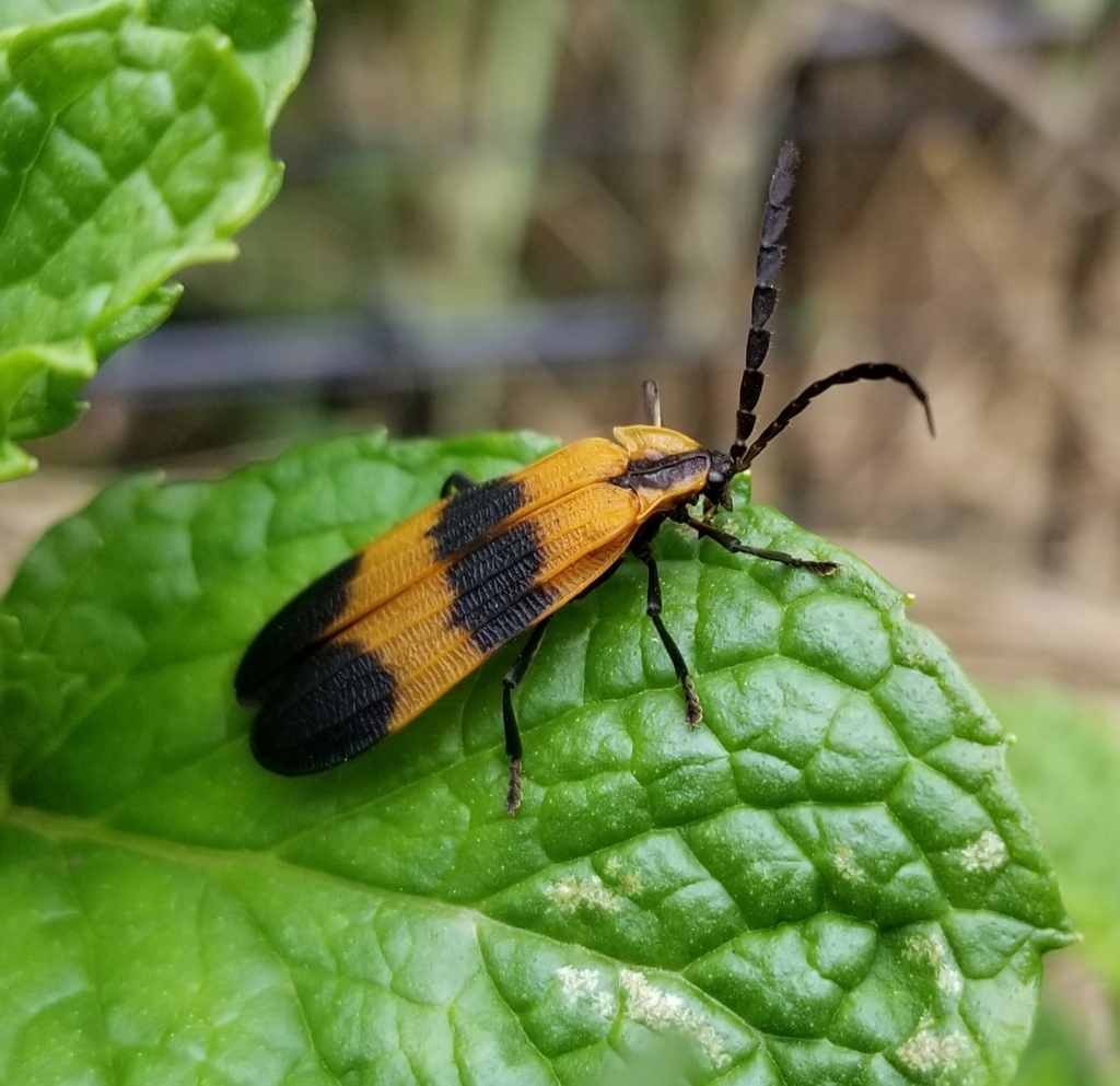 Reticulated Net-winged Beetle from Brecksville, OH 44141, USA on July ...