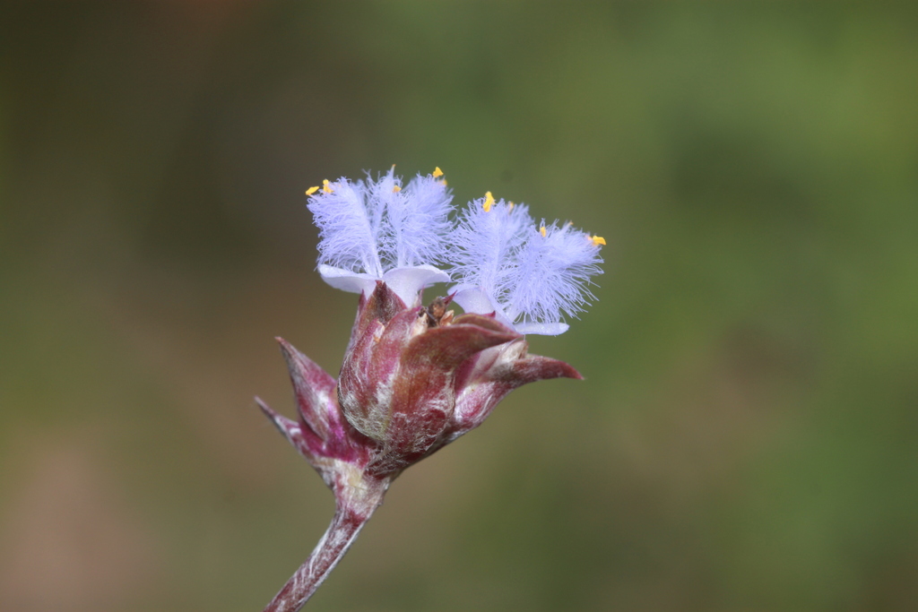 (Cyanotis obtusa) - Botanical Realm