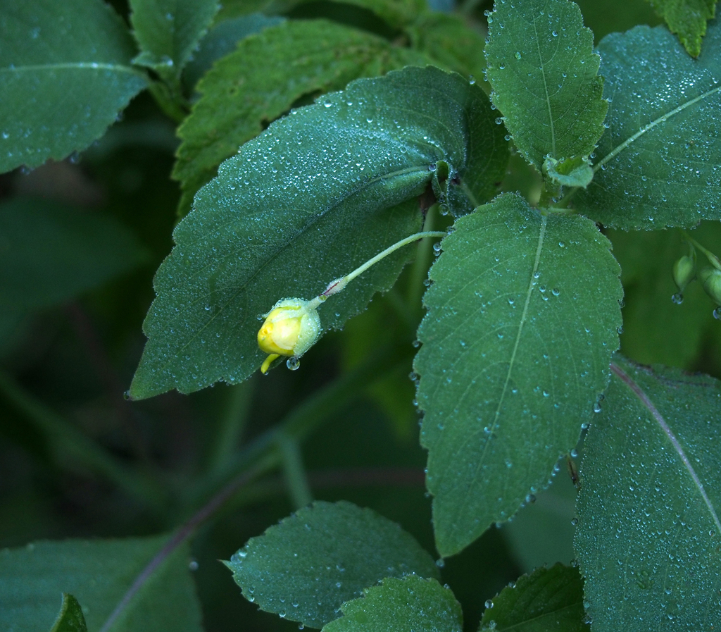 pale jewelweed (Partidgeberry, Teaberry, Wintergreens, et al ...