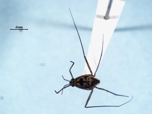 Trepobates pictus · iNaturalist