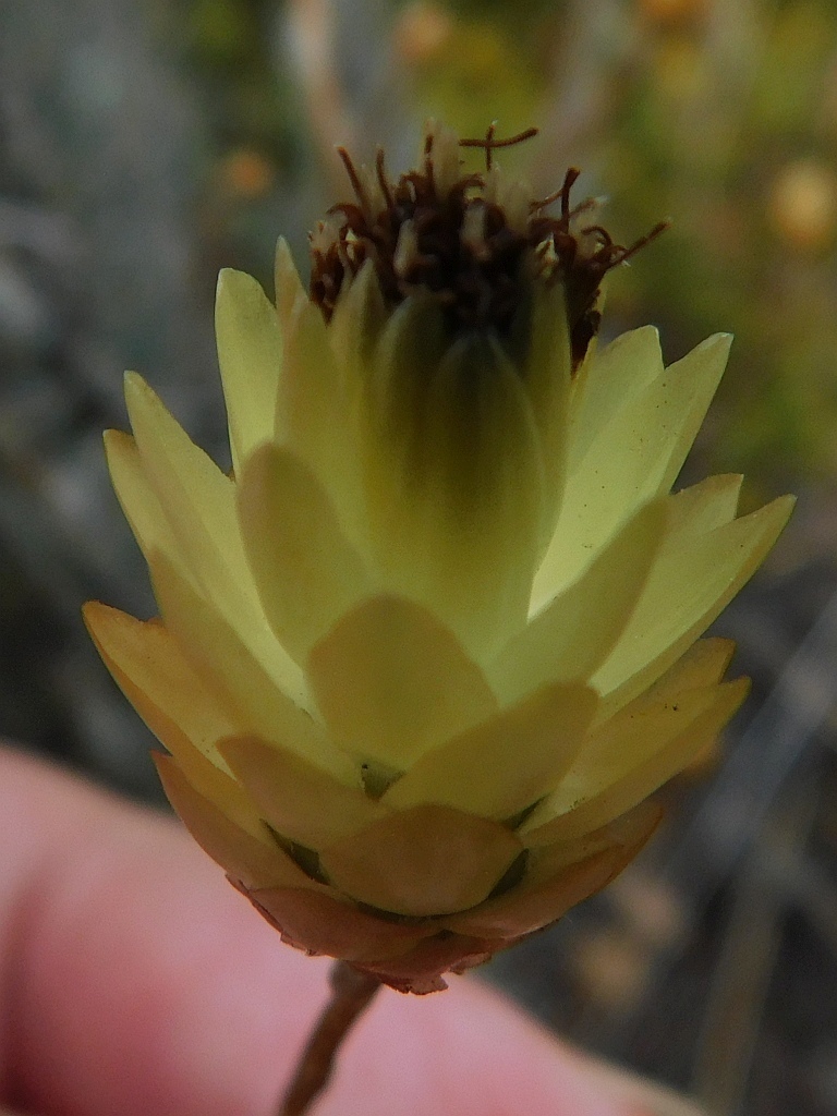 Syncarpha speciosissima angustifolia from Greyton, 7233, South Africa ...