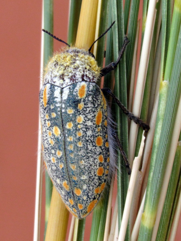 Julodis mitifica (Buprestidae (Jewel Beetles) of Southern Africa ...