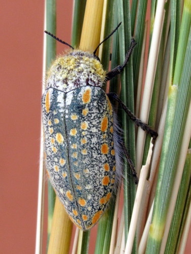 Julodis mitifica (Buprestidae (Jewel Beetles) of Southern Africa ...