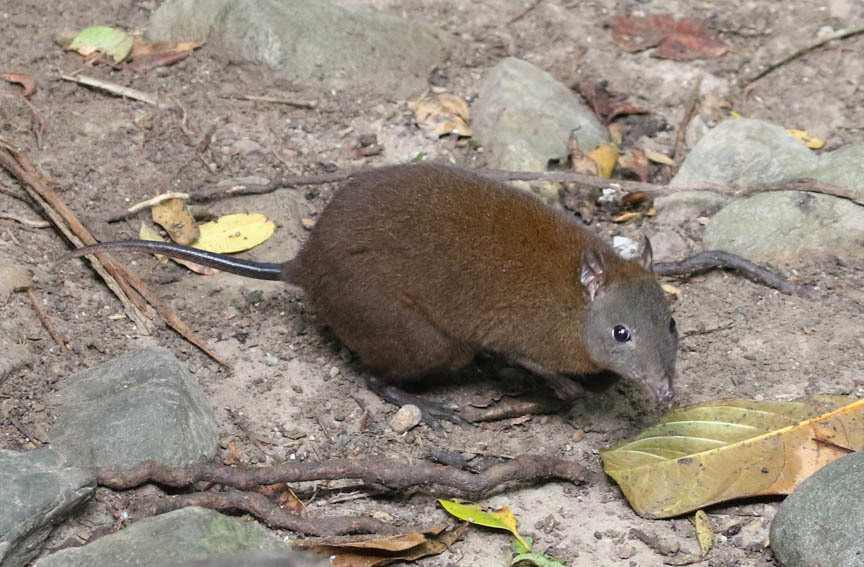 Musky Rat-kangaroo (Hypsiprymnodon moschatus) - Know Your Mammals