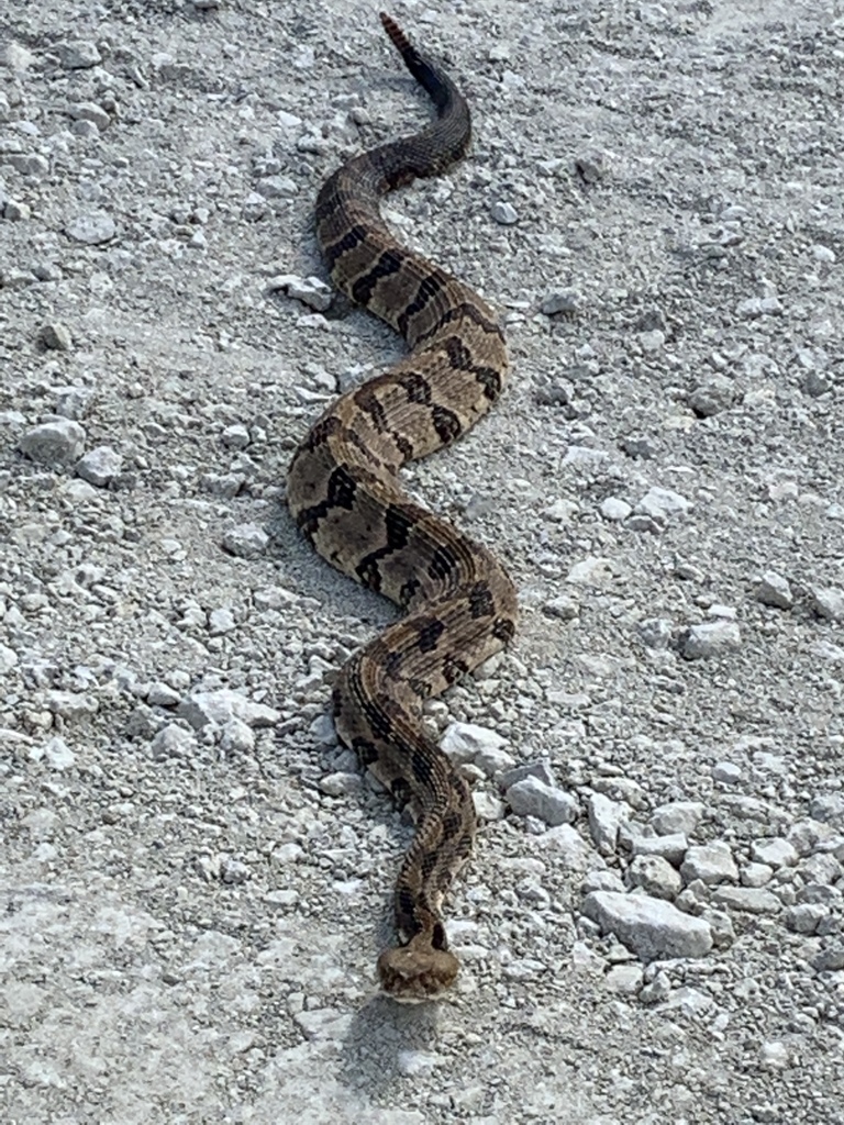 Timber Rattlesnake in October 2019 by drozdfam5 · iNaturalist