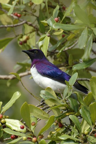 Genus Cinnyricinclus · iNaturalist