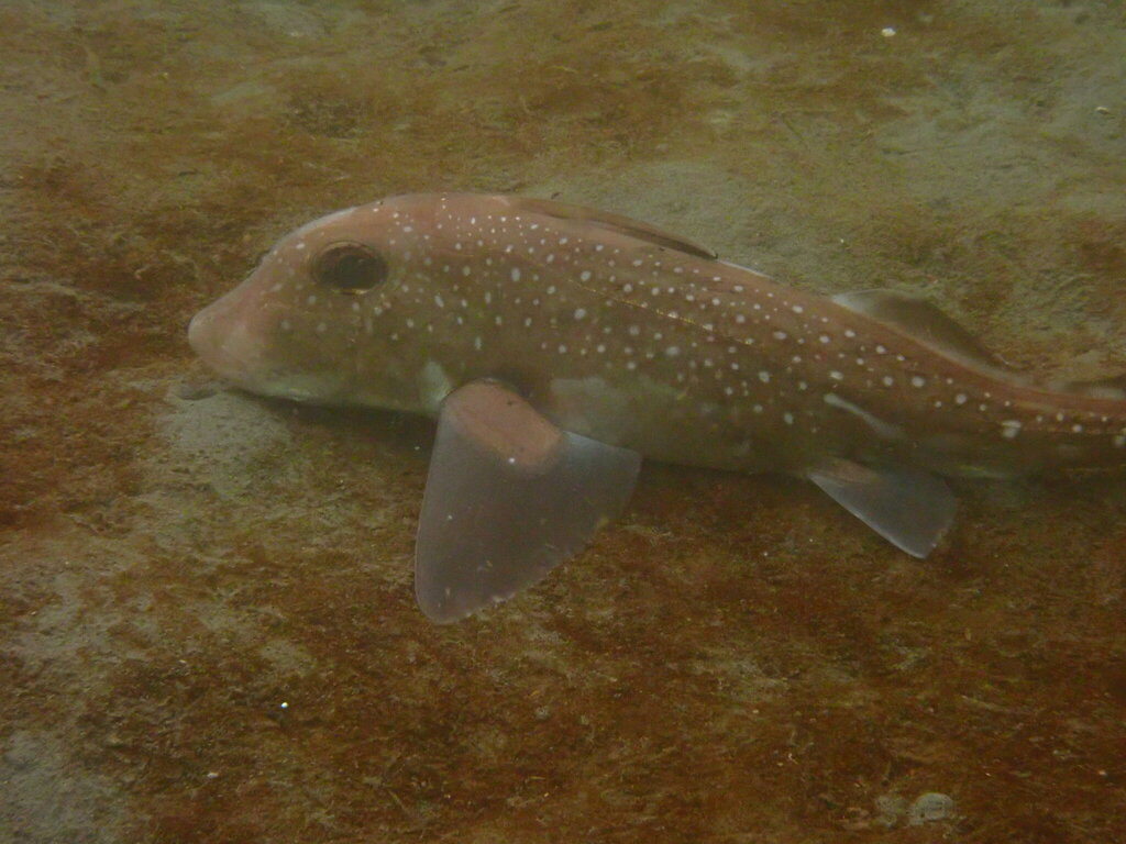 Spotted Ratfish from Seattle, WA, USA on July 20, 2025 at 07:06 AM by ...