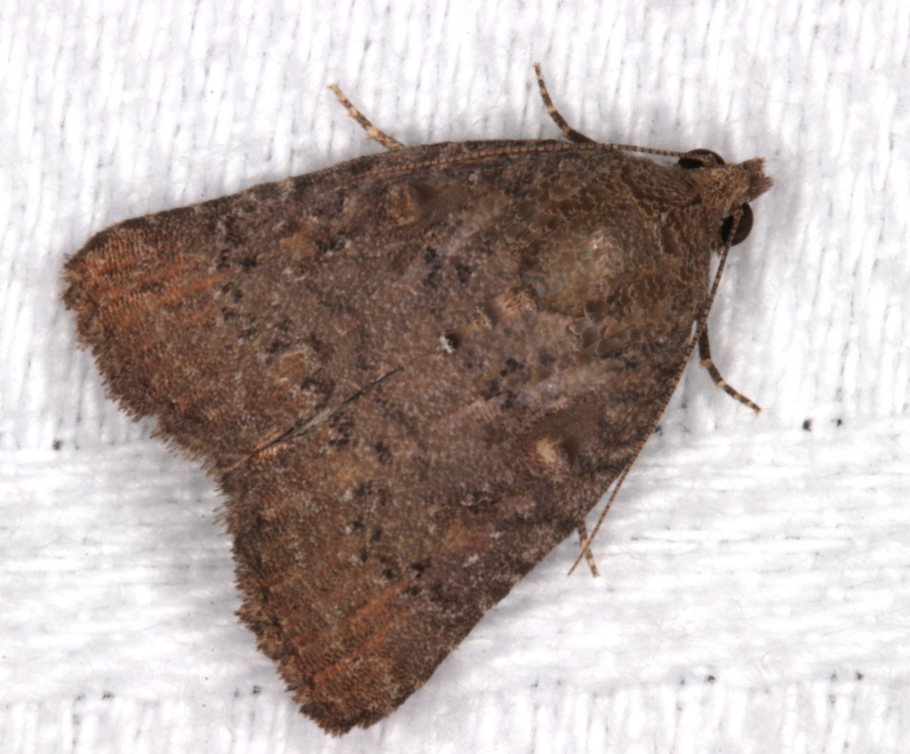 Ilima Moth (Lepidoptera (butterflies and moths) of the British Indian ...