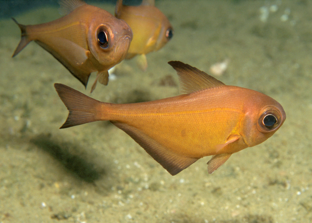 Rough Bullseye (Pempheris klunzingeri) - Marine Life Identification