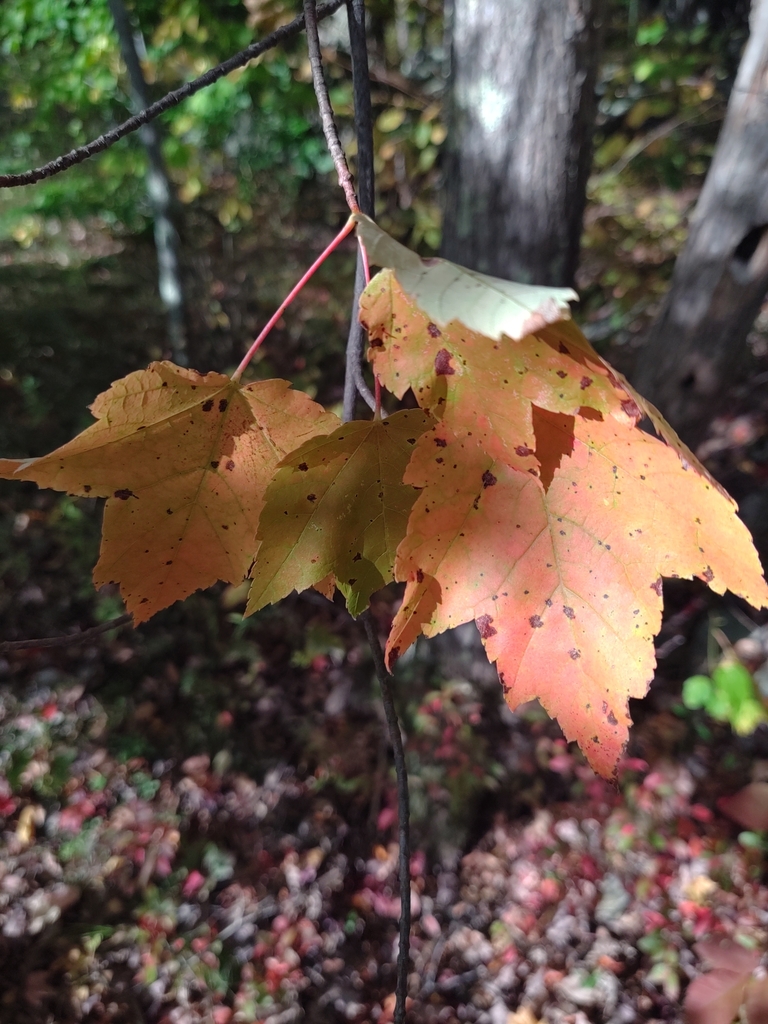red maple from Poughquag, NY 12570, USA on October 10, 2019 at 04:12 PM ...