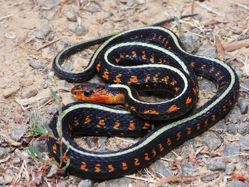 Red-spotted Garter Snake (Thamnophis sirtalis concinnus) - Snakes and ...
