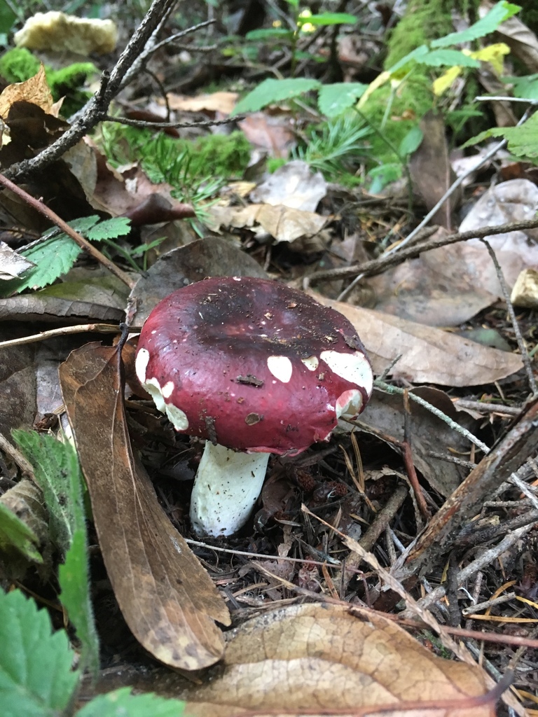 Russula olympiana from Bridle Trails State Park, Kirkland, WA, US on ...
