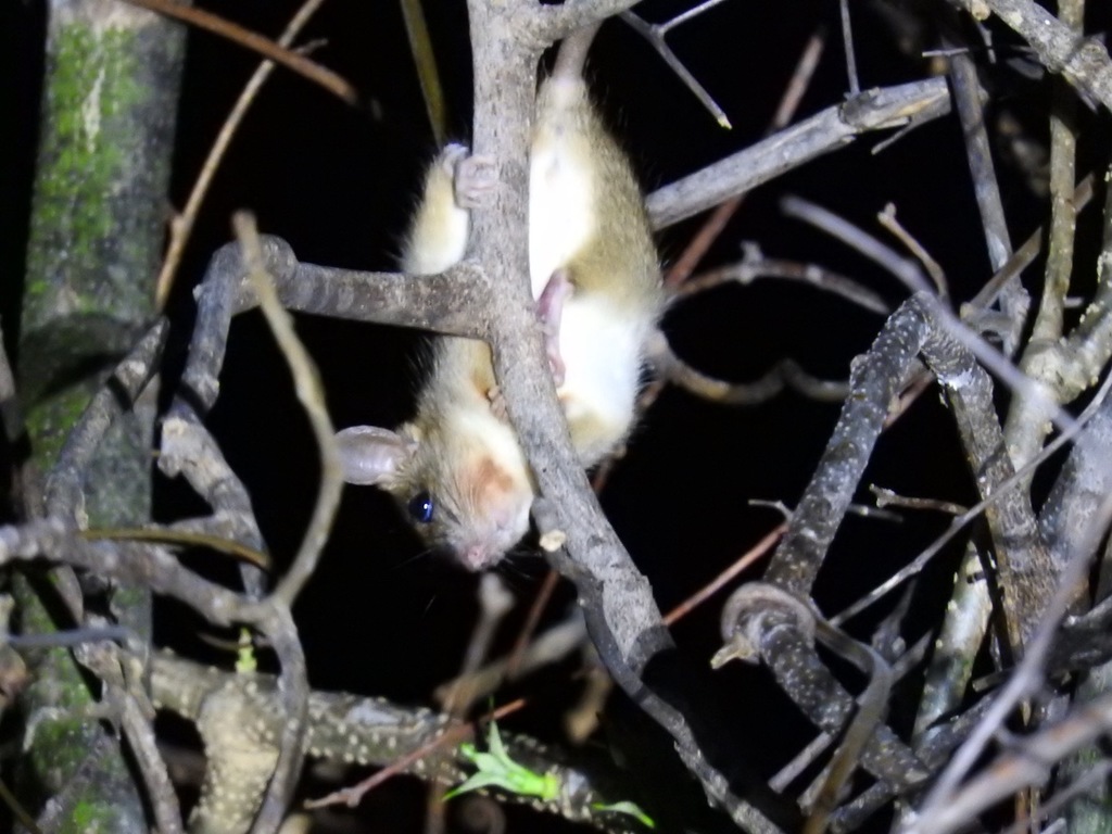 Big-footed Mice (Macrotarsomys) - Know Your Mammals