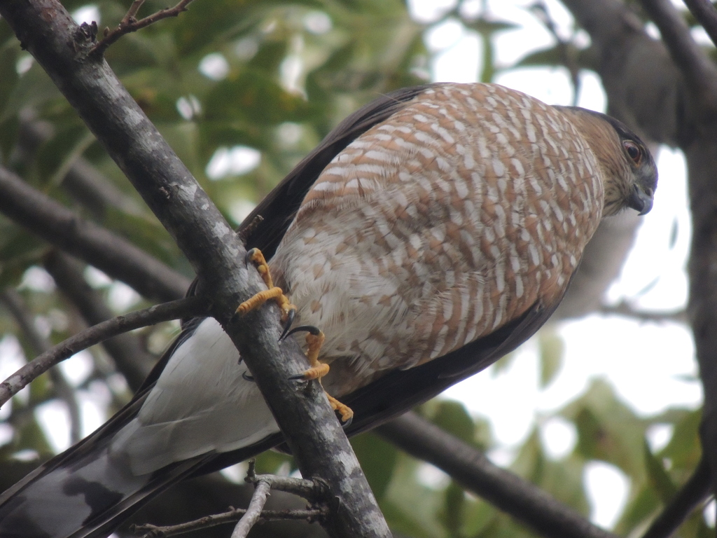 Sharp-shinned Hawk from Johnson City, TX on October 12, 2019 at 11:11 ...