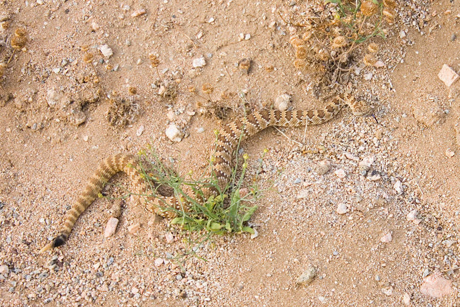 Panamint Rattlesnake (Crotalus stephensi) - Snakes and Lizards