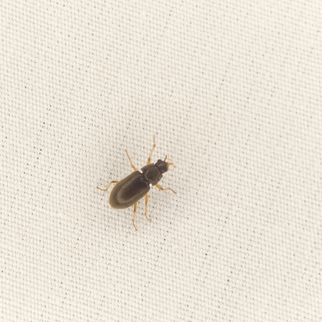 Pelonomus obscurus from Baton Rouge, LA, USA on July 20, 2025 at 10:26 ...