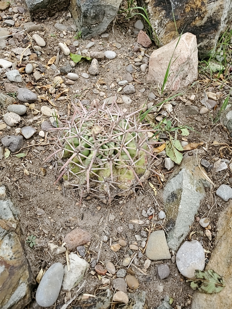 Horse Crippler Cactus from Marfa on October 13, 2019 by yoshirama ...
