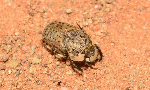 Cheironitis scabrosus · iNaturalist