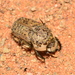 Cheironitis scabrosus · iNaturalist
