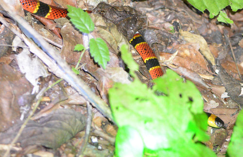 Variable Coralsnake (Micrurus diastema) - Snakes and Lizards