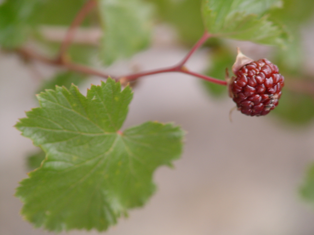 Rocky Mountain Raspberry (Plants of Roxborough State Park) · iNaturalist