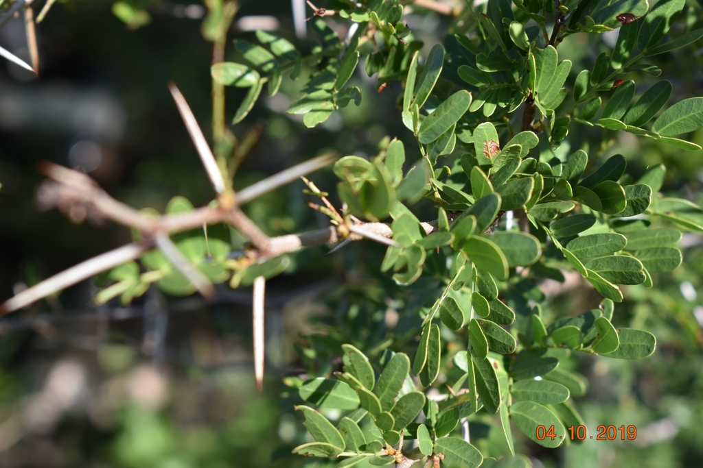 Blackbrush Acacia from Tula - Cd Victoria, Tamaulipas, México on ...