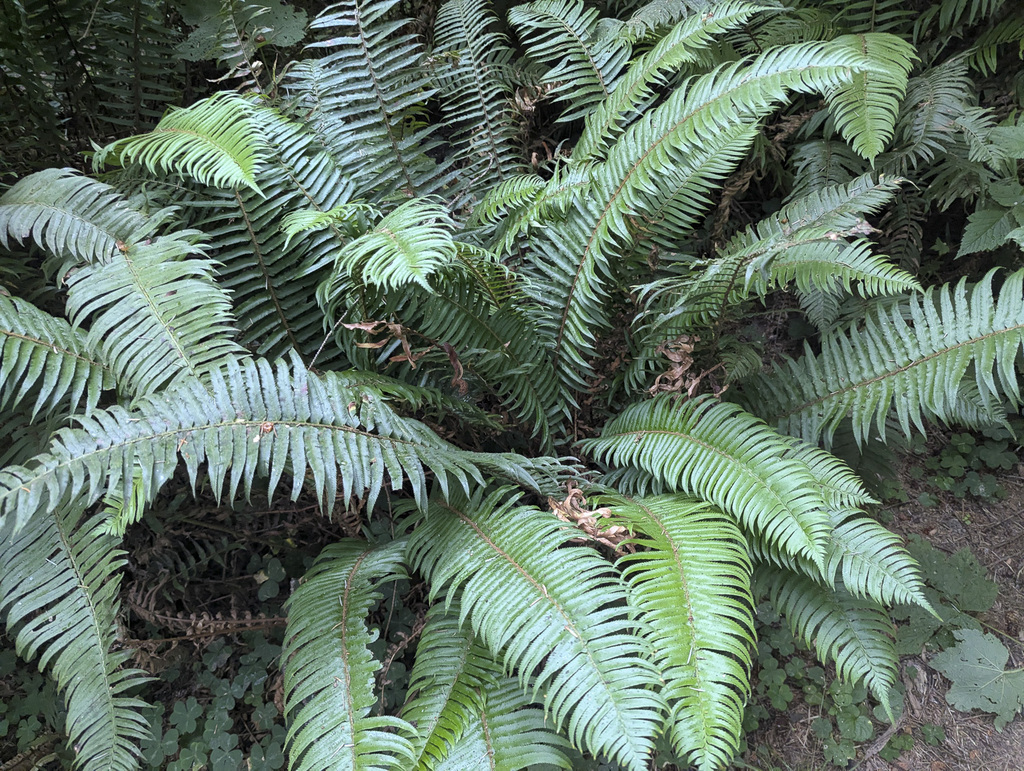 western sword fern from Humboldt County, CA, USA on July 8, 2025 at 08: ...