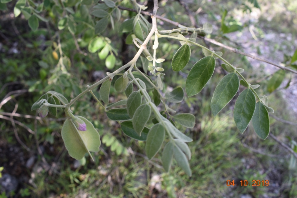 Morkillia acuminata from Cd Victoria - Tula, Padrón y Juárez, Tamps ...