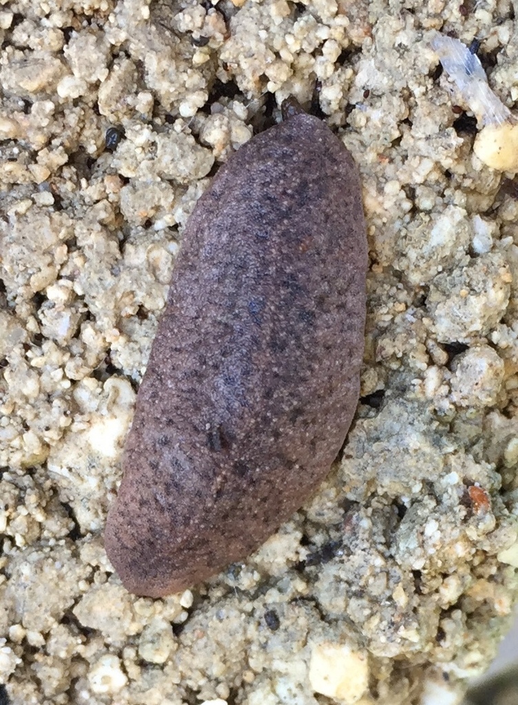 Leatherleaf Slugs from Tongatapu Island, Tonga, TO on October 14, 2019 ...