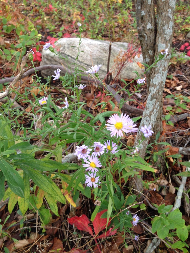 Perennial Saltmarsh Aster (Gulf Islands National Seashore Coastal ...