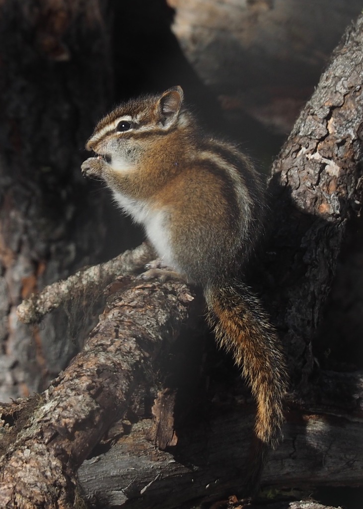 Yellow-pine Chipmunk (Neotamias amoenus) - Know Your Mammals