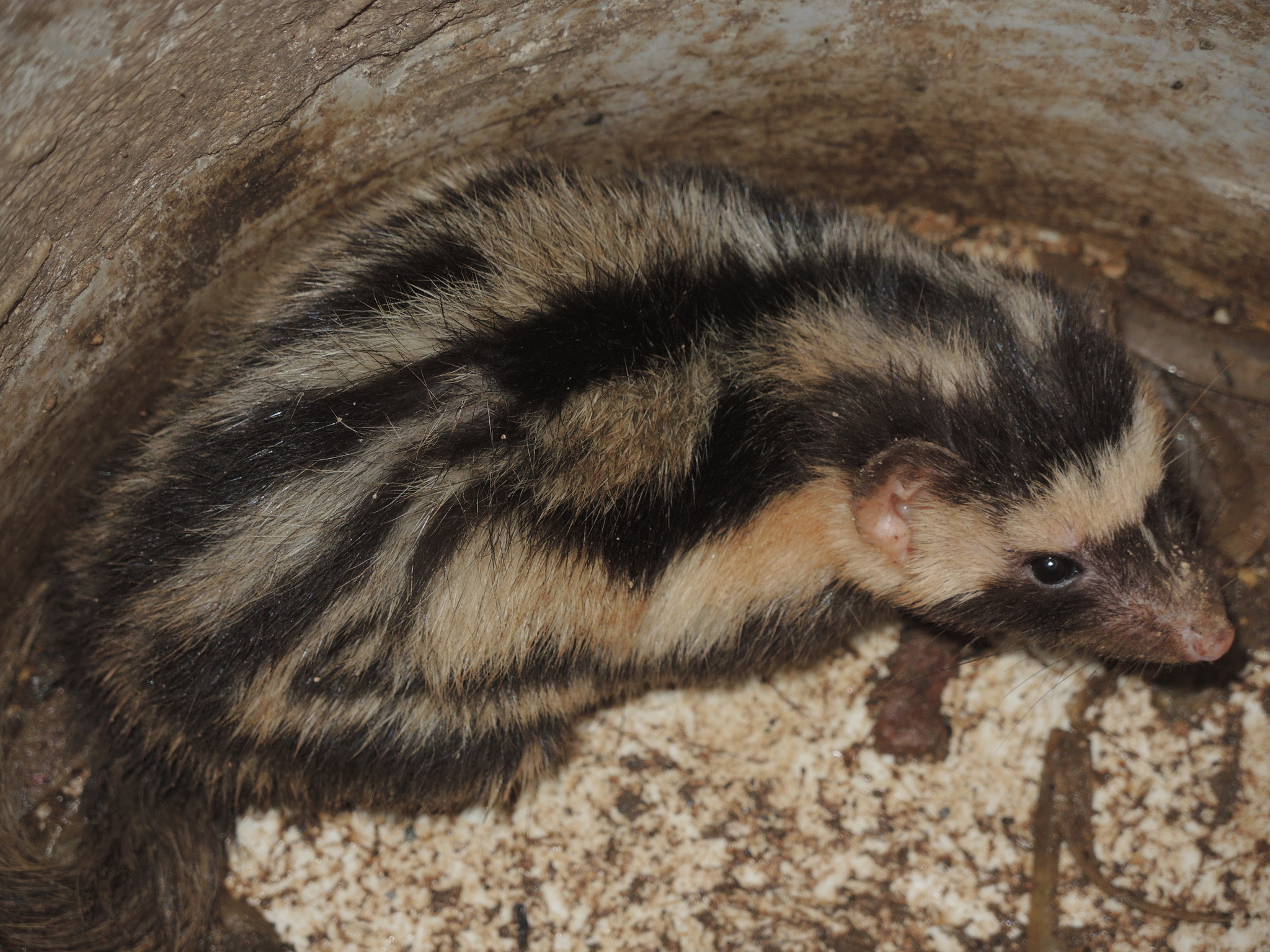 Spilogale pygmaea Thomas, 1898