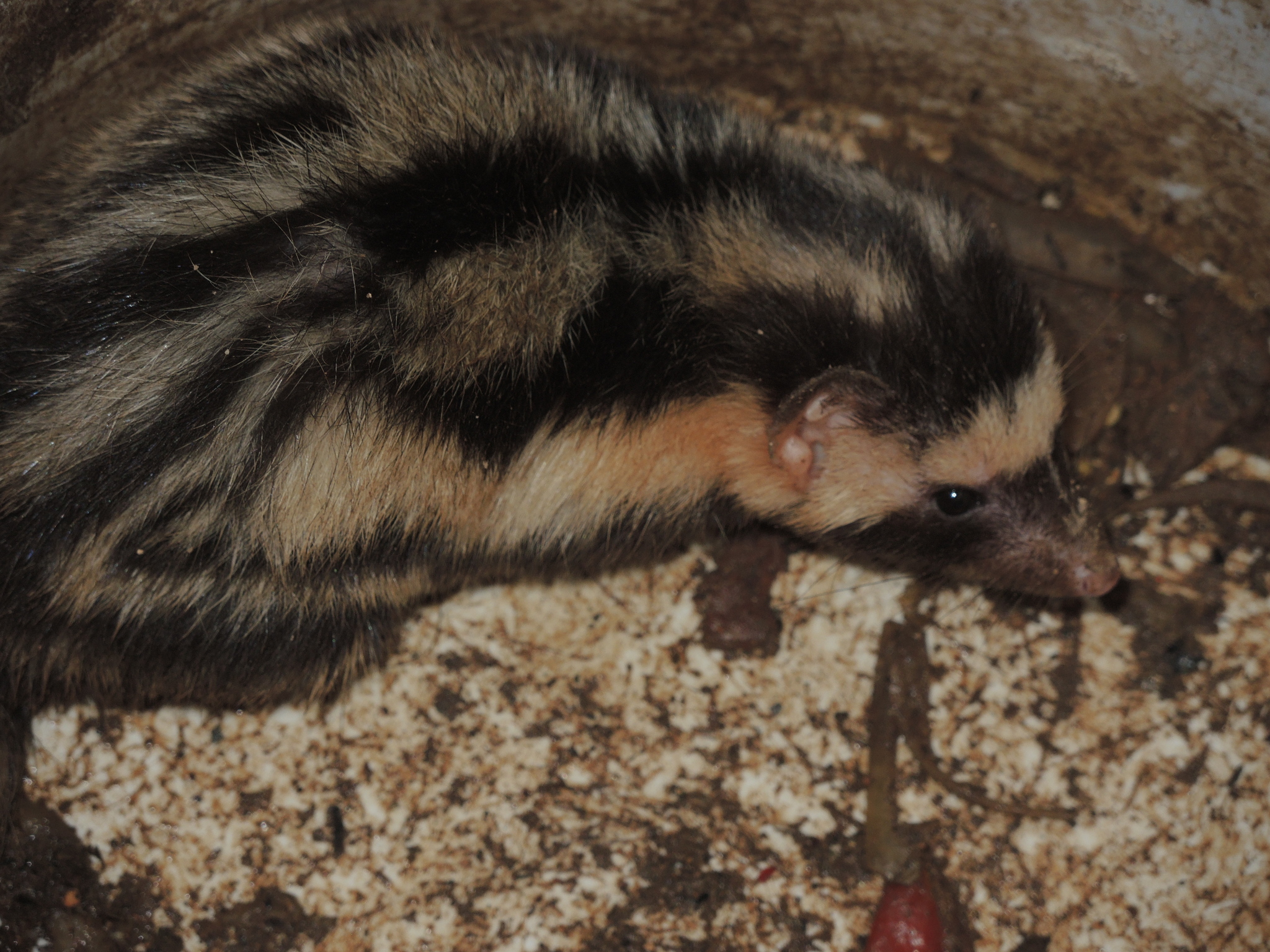 Spilogale pygmaea Thomas, 1898