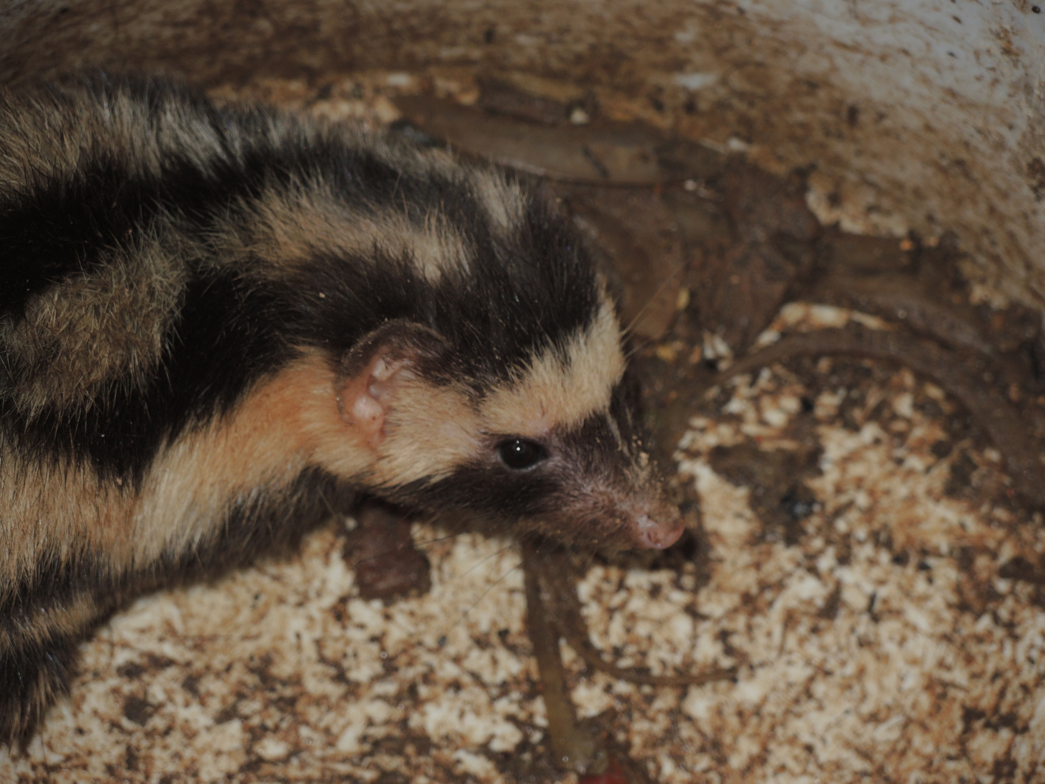 Spilogale pygmaea Thomas, 1898
