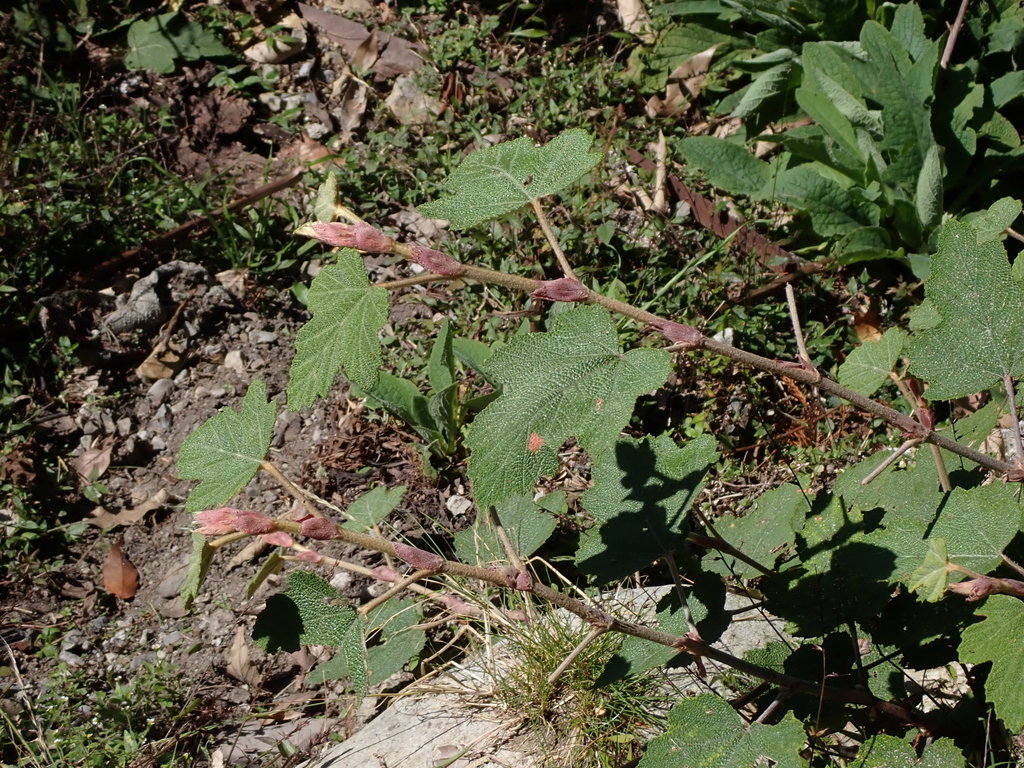 Formosan Raspberry from 台灣台中市 on October 11, 2019 at 11:00 AM by Kuan ...