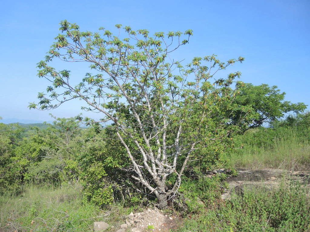 Amphipterygium adstringens from Acapulco de Juárez, Gro., México on ...