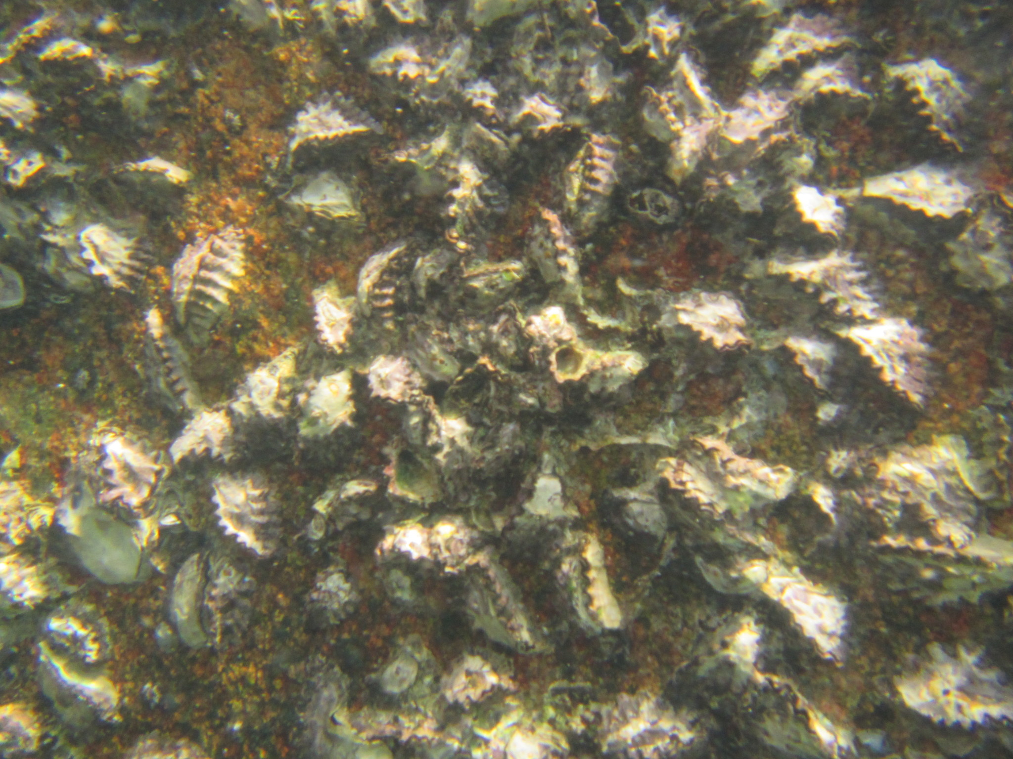 Saccostrea scyphophilla (Peron & Lesueur, 1807)