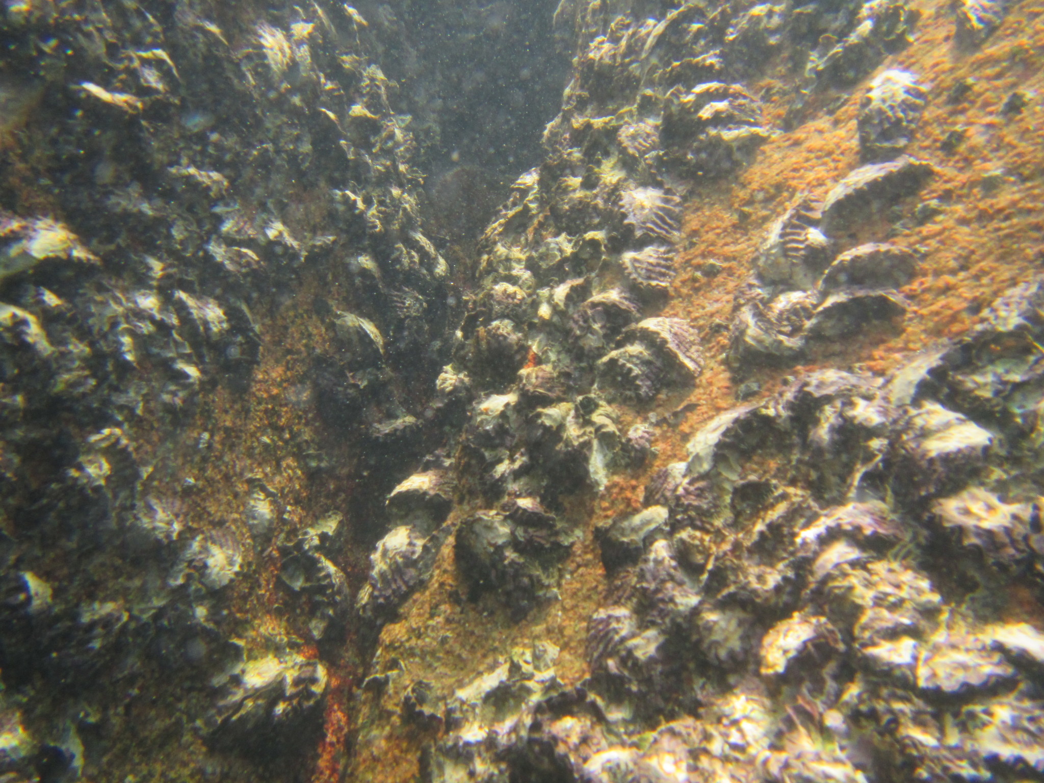 Saccostrea scyphophilla (Peron & Lesueur, 1807)