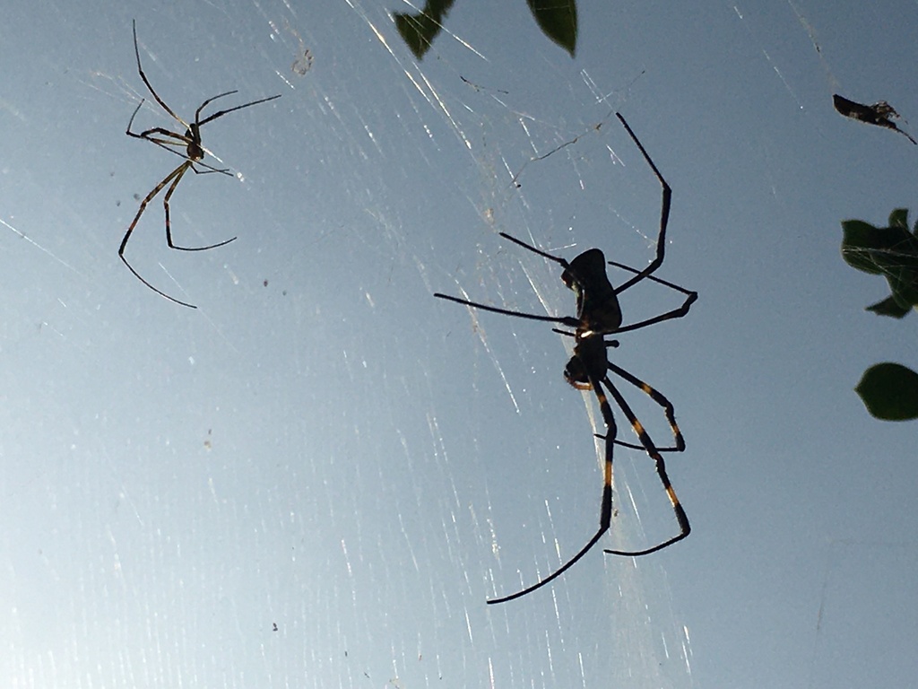 Joro Spider from Aoshima 1-Chōme, Miyazaki-Shi, Miyazaki, JP on October ...