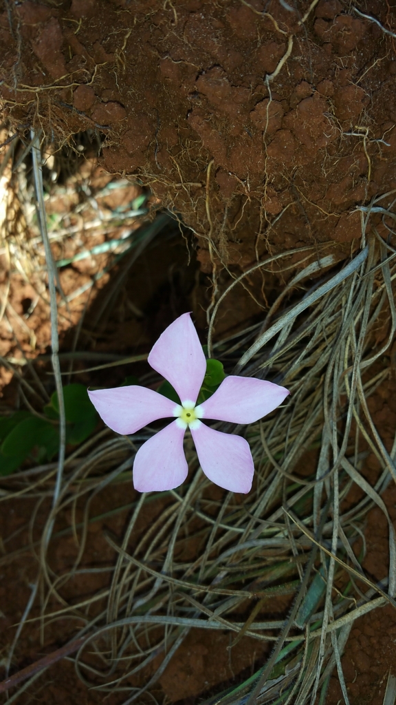 Catharanthus coriaceus from Amoron'i mania, MG-FI, MG on June 02, 2019 ...