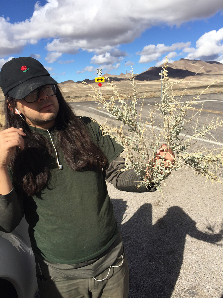 Torrey's Saltbush (Atriplex torreyi) - Botanical Realm