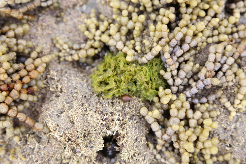 Boodlea mutabile · NaturaLista Colombia