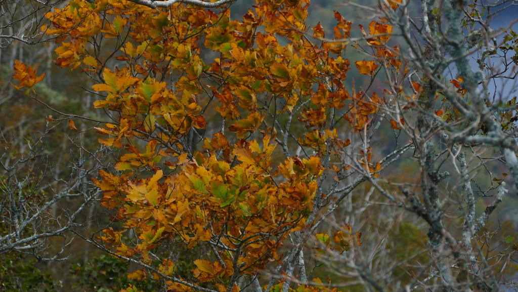 Japanese oak from Lake Mashū, Teshikaga, Kawakami District, Hokkaido ...