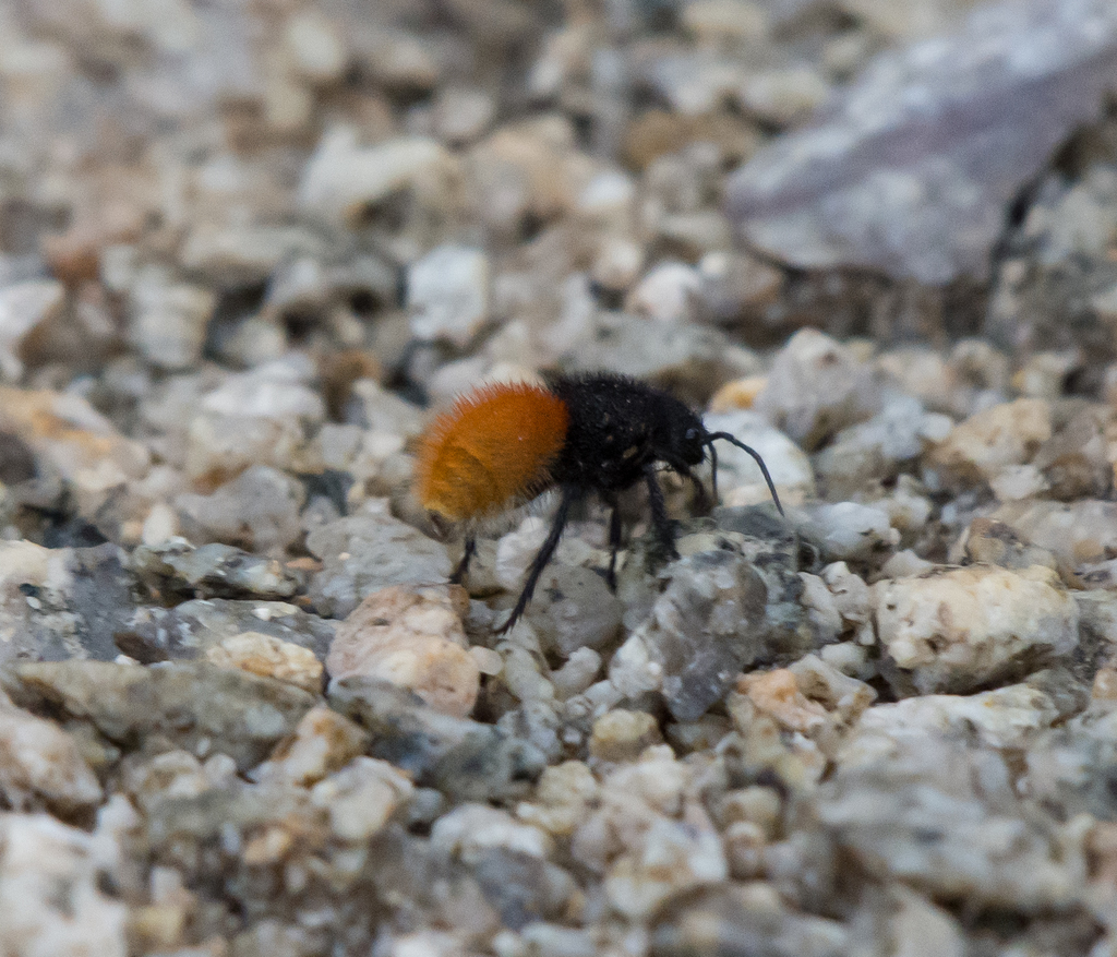 Magnificent Velvet Ant from 4500 Maricopa Trail, Phoenix, AZ 85042, USA ...
