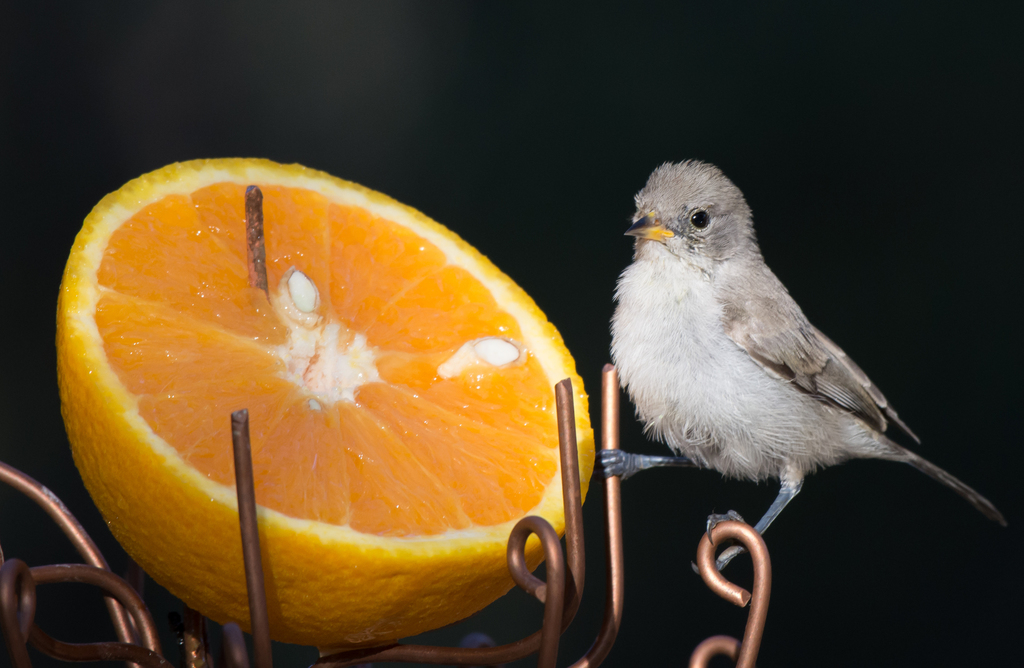 Verdin from Hassayampa River Preserve, U.S. Highway 60 89, Wickenburg ...