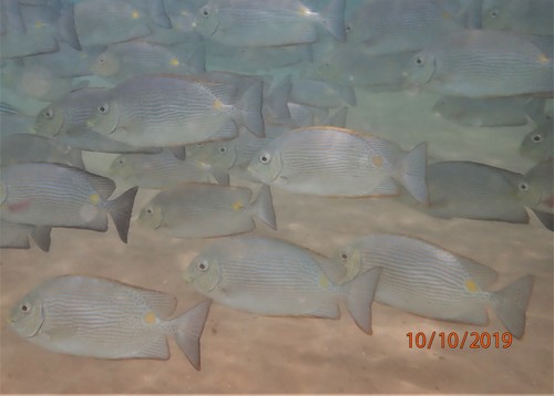 Bronze-lined Spinefoot (Siganus insomnis) · iNaturalist