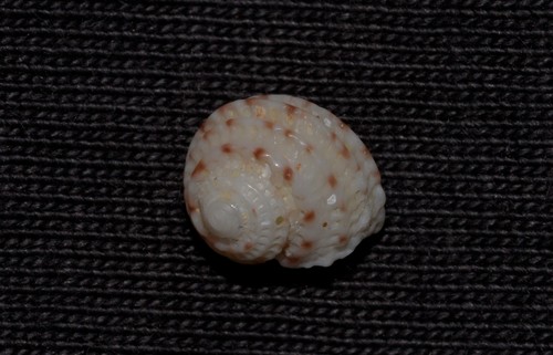 Vaceuchelus ampullus · iNaturalist United Kingdom