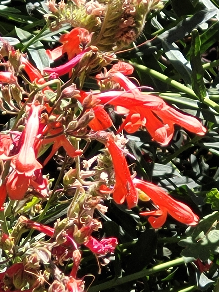 Bridges' penstemon from Sequoia National Park, Sequoia and Kings Canyon ...