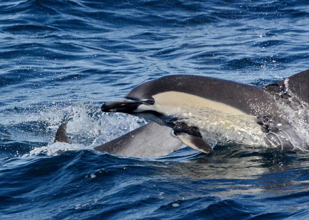 Common Dolphin (Delphinus delphis) - Marine Life Identification