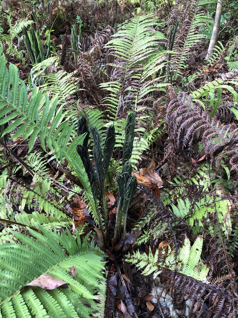 ostrich fern from The United States National Arboretum, Washington, DC ...